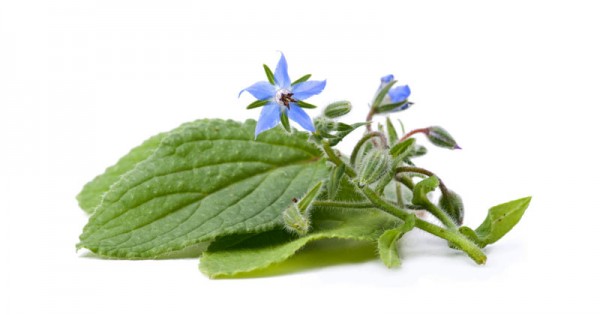 Borago | Biola - Online kozmetika